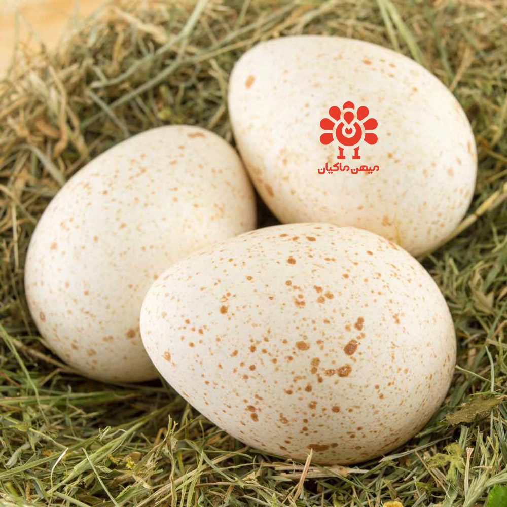 فروش عمده تخم بوقلمون | میهن ماکیان